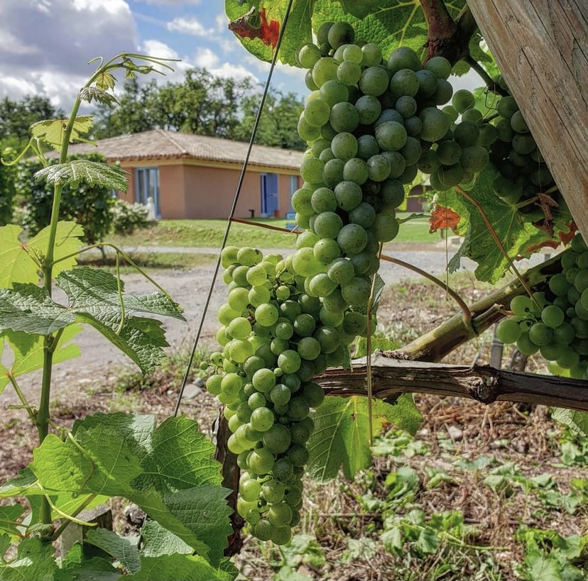 Qu'est-ce qu'un cépage ? | Cuvée Privée