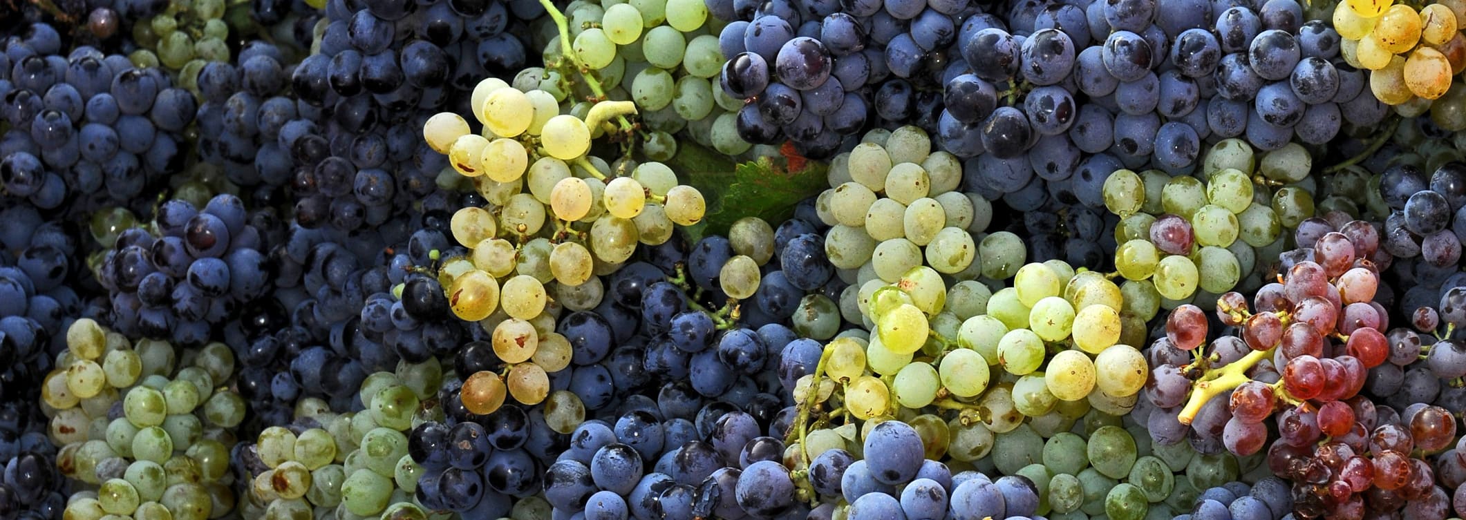 Qu'est-ce qu'un cépage ? | Cuvée Privée