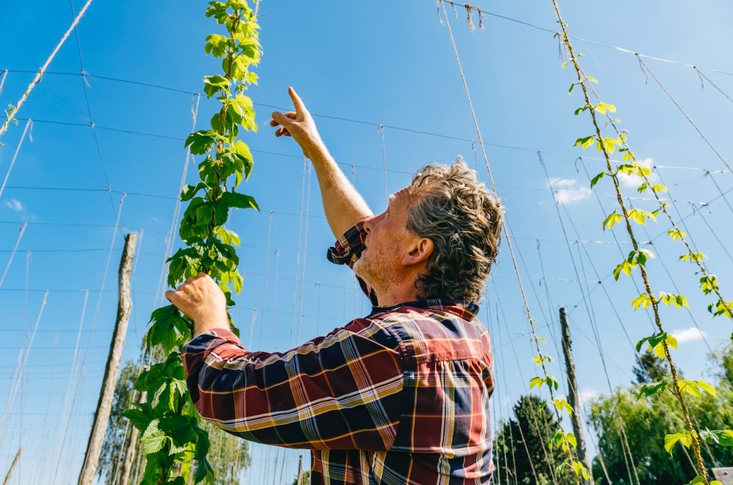 Tout savoir sur le houblon | Cuvée Privée